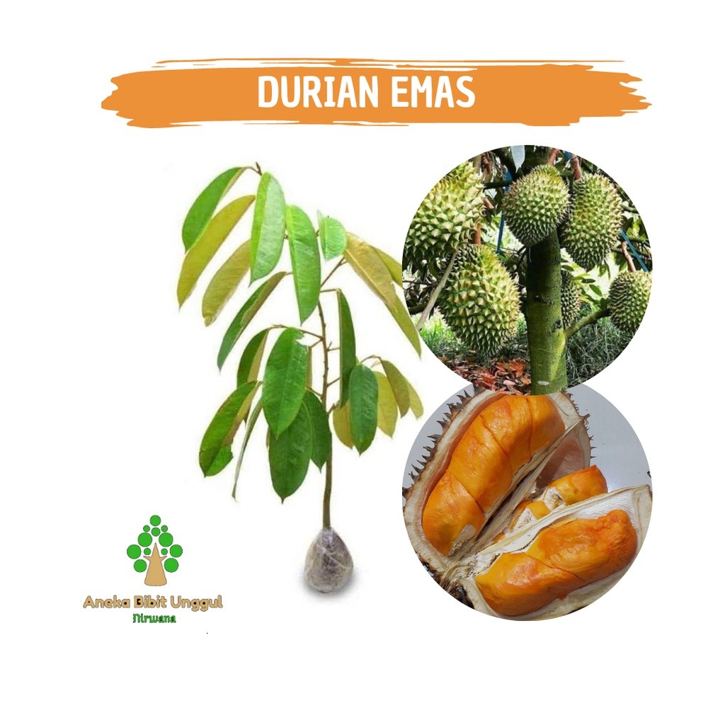 Jual BIBIT DURIAN KUNING MAS DURIAN EMAS DURIAN SIMAS | Shopee Indonesia
