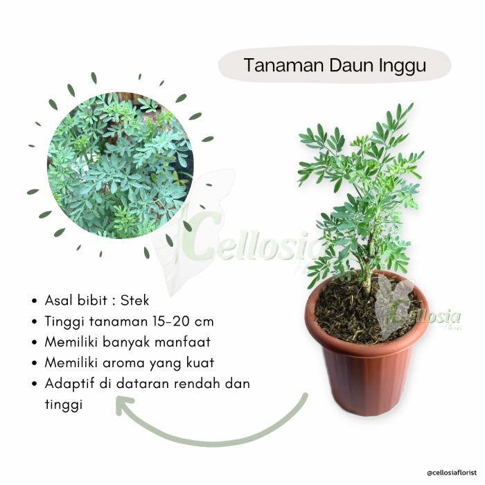 Jual Tanaman Toga Herbal Daun Inggu Kaya Akan Manfaat | Shopee Indonesia