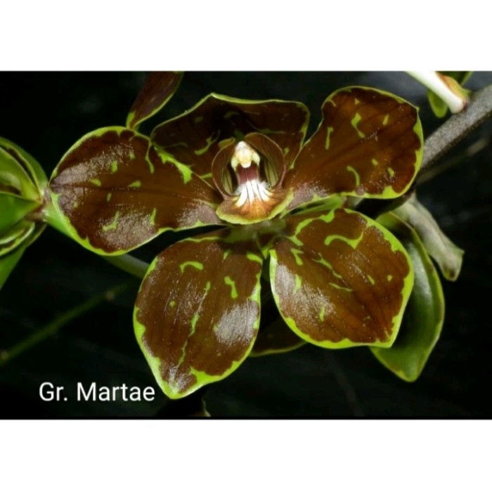 Jual Anggrek remaja grammatophyllum atau anggrek macan | Shopee Indonesia
