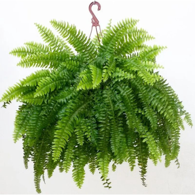 Jual [COD] Nephrolepis exaltata - tanaman hias pakis boston - pakis ...