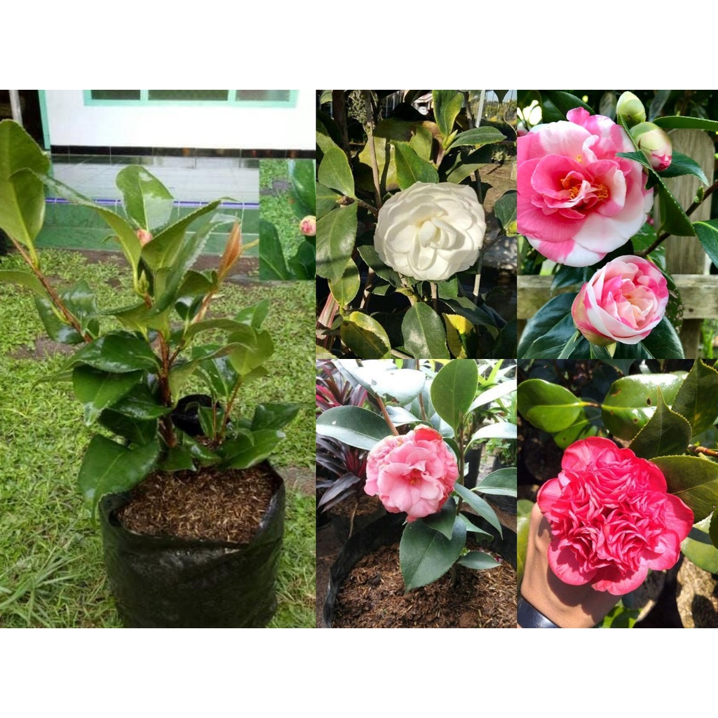 Jual Tanaman Hias Bunga Camelia Hidup - Bergaransi - Bibit bunga ...