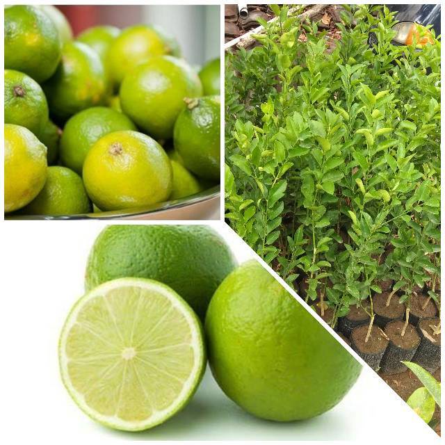 Jual paket 2 Bibit Jeruk Nipis jumbo/ Jeruk Pecel Super | Shopee Indonesia