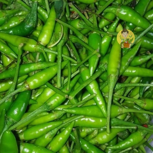Jual Cabai Rawit Hijau / Cabe Rawit Acar 100 gram - Sayur Segar Instan ...