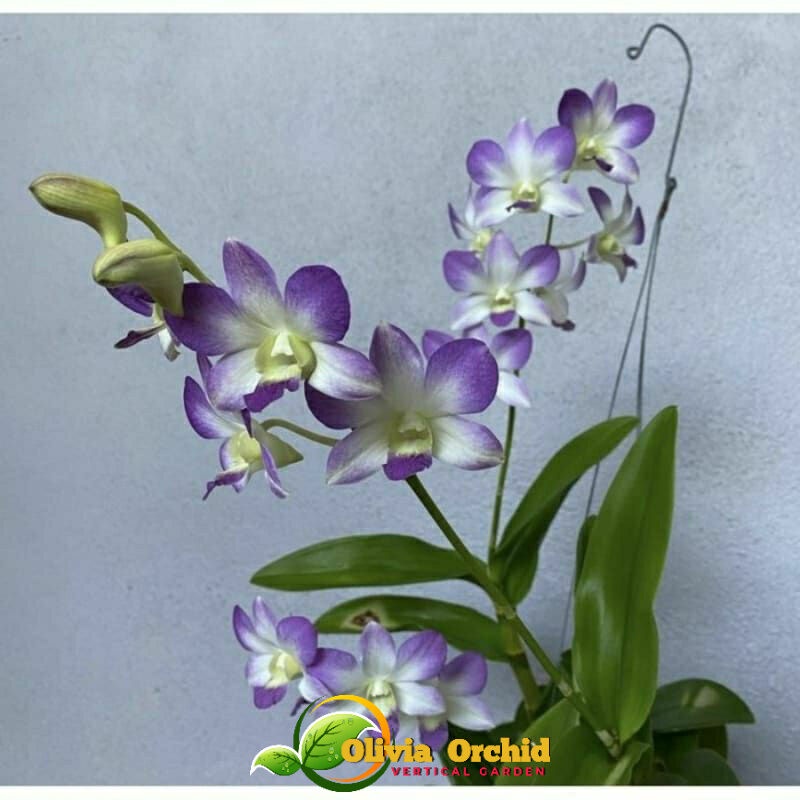 Jual ANGGREK DENDROBIUM DENDRO ANGGREK Seedling Anggrek Dendrobium ...