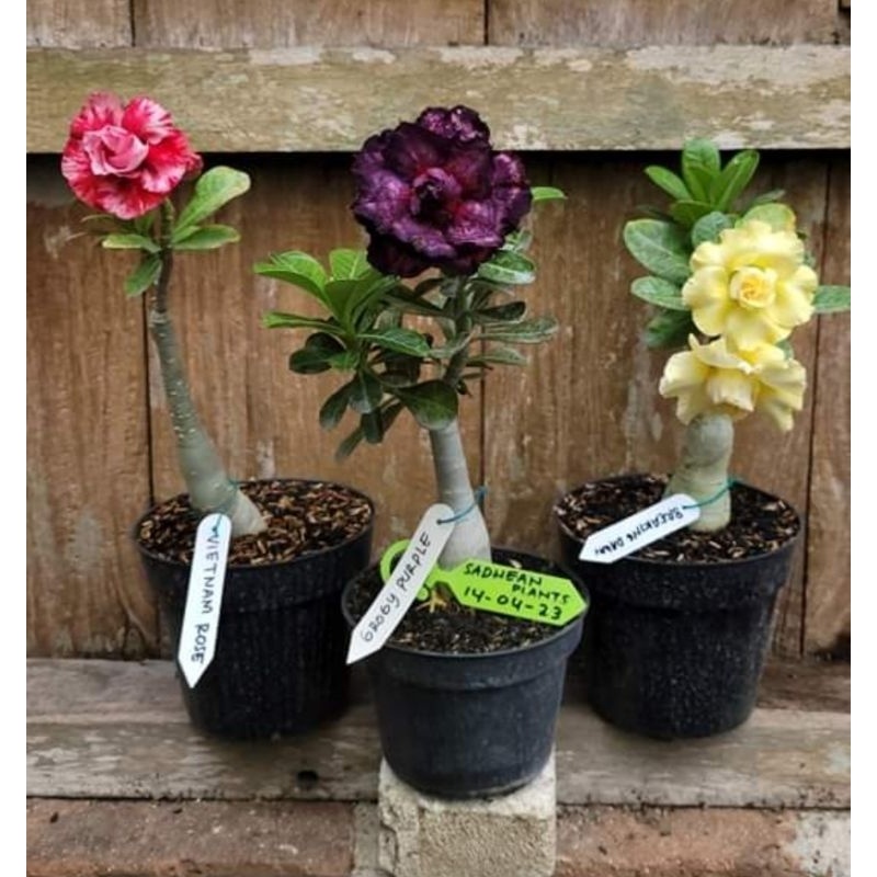 Jual ADENIUM GRAFTING SIZE A PAKET 3 POHON BUNGA TUMPUK | Shopee Indonesia