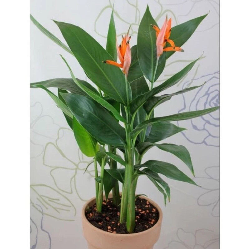 Jual Tanaman Hias Bunga Pisang-pisangan / Heliconia | Bunga Unik, Cocok ...