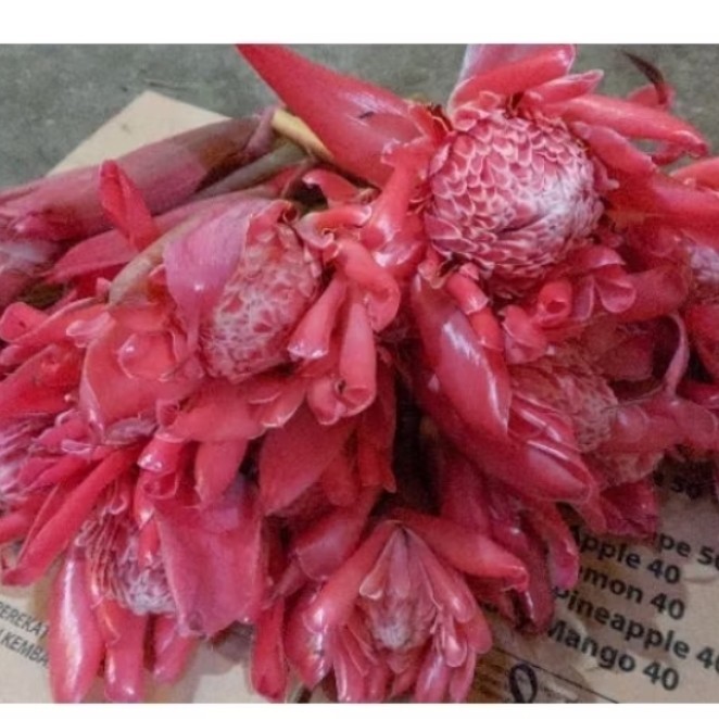 Jual bunga kecombrang segar 1 batang siap pakai | Shopee Indonesia