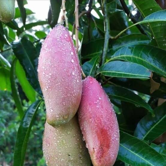 Jual Bibit Tanaman Buah Mangga Red Emperor, Pohon Mangga Emperor Super ...