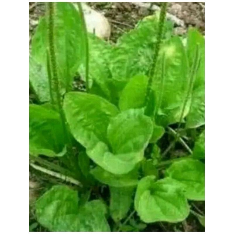 Jual termurah daun Ki urat atau daun sendok untuk 1kg | Shopee Indonesia