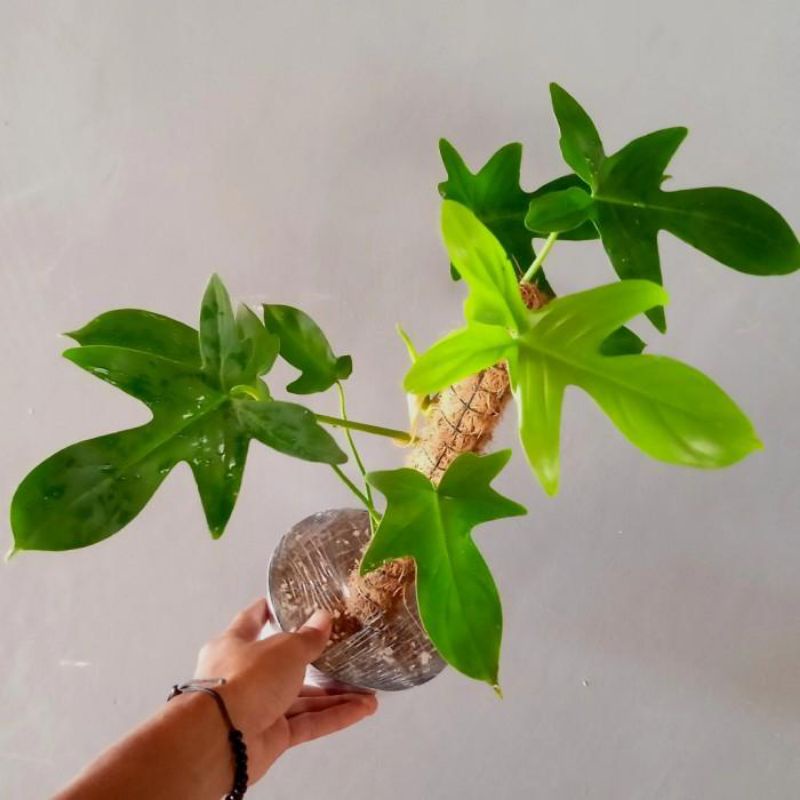 Jual ( BISA COD ) Philodendroon Merpati - Tanaman Hias Philo Merpati ...