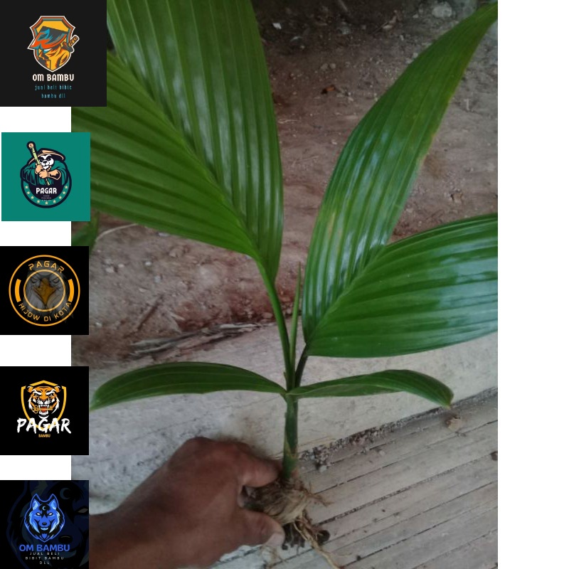 Jual Bibit pohon pinang atau jambe | Shopee Indonesia