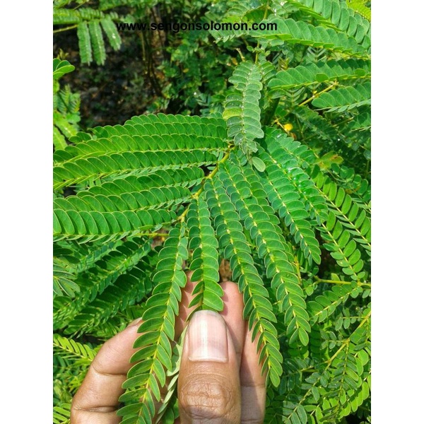 Jual Daun sengon albasiah segar 1 kilo | Shopee Indonesia