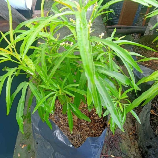 Jual BIBIT TANAMAN ZODIA ANTI NYAMUK ASLI PAPUA BIBIT ZODIA ANTI NYAMUK KUMPULAN TANAMAN ANTI ...