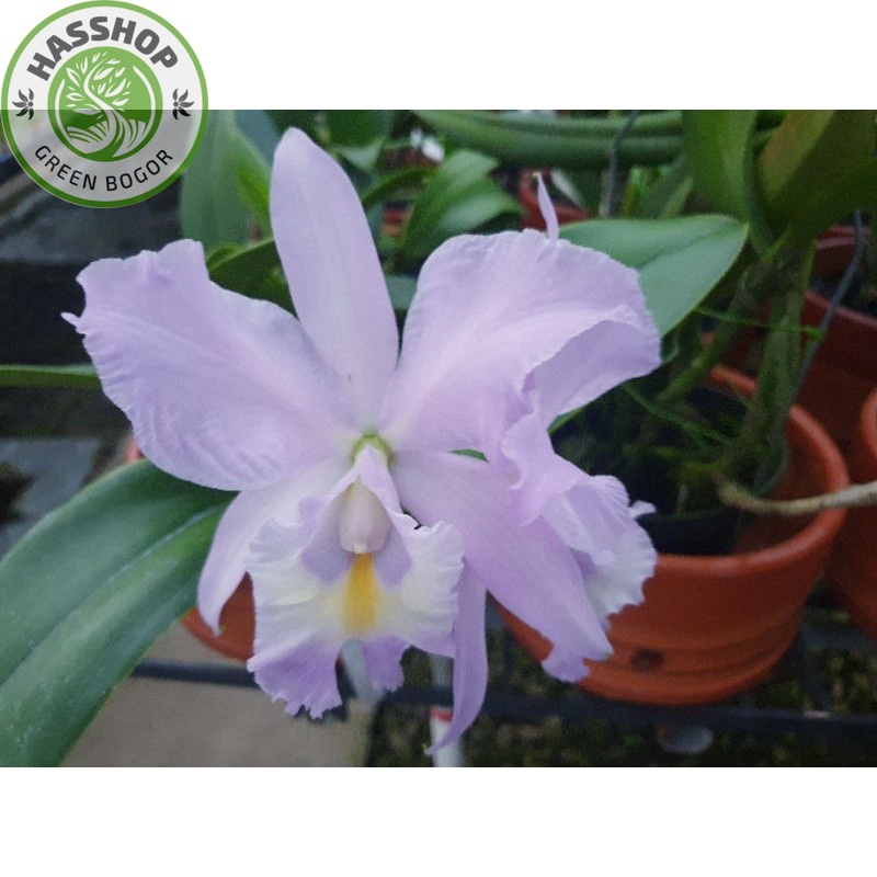 Jual Promo!!! BISA COD Anggrek pra dewasa cattleya Sea breeze | Shopee ...