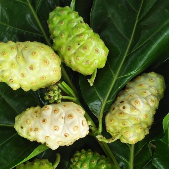 Jual buah mengkudu / pace 500 gram fresh | Shopee Indonesia
