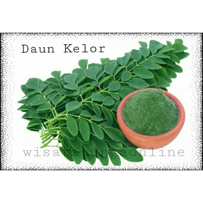 Jual Tanaman Herbal / Sayur Daun kelor | Shopee Indonesia