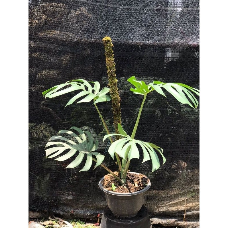 Jual Tanaman Hias Indoor Monstera Brazilian Form | Shopee Indonesia