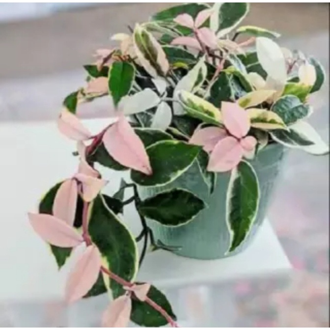 Jual Tanaman Hias Hoya Carnosa Tricolor - Bunga Hoya Merambat | Shopee ...