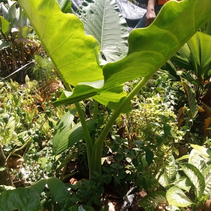 Jual tanaman hias sente hijau 1.50cm | Shopee Indonesia