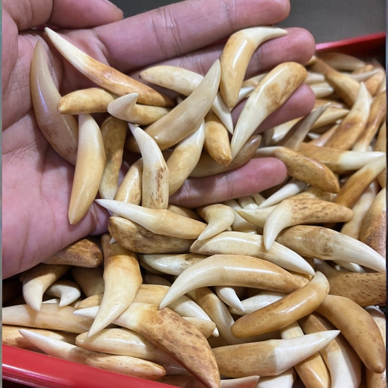 Jual Sovenir KOLEKSI GIGI BAHAN TULANG SAPI by TUTUL Handicraft ...