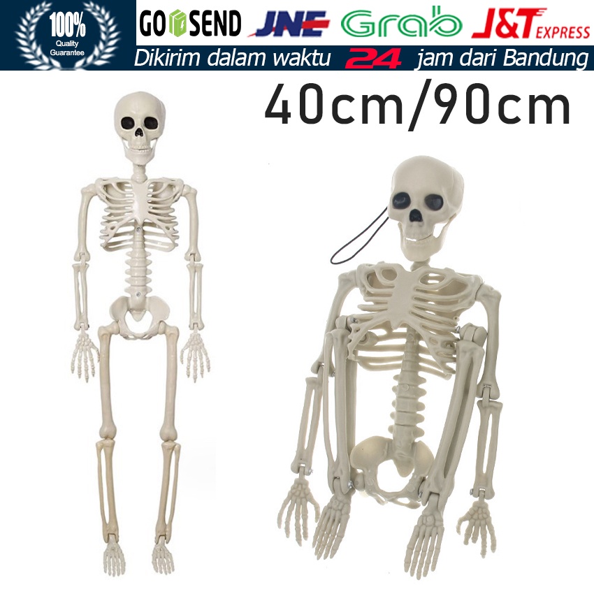 Jual Bingkai Kerangka / Model Kerangka Manusia Torso / Human Skeleton ...