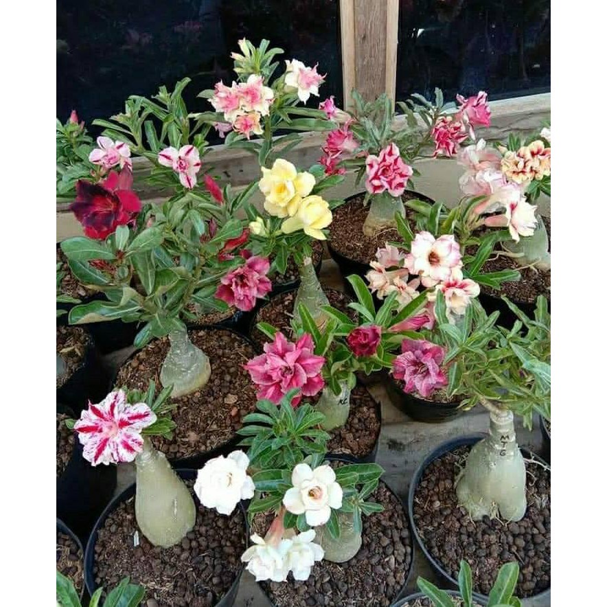 Jual Tanaman adenium bunga tumpuk size A cantik | Shopee Indonesia