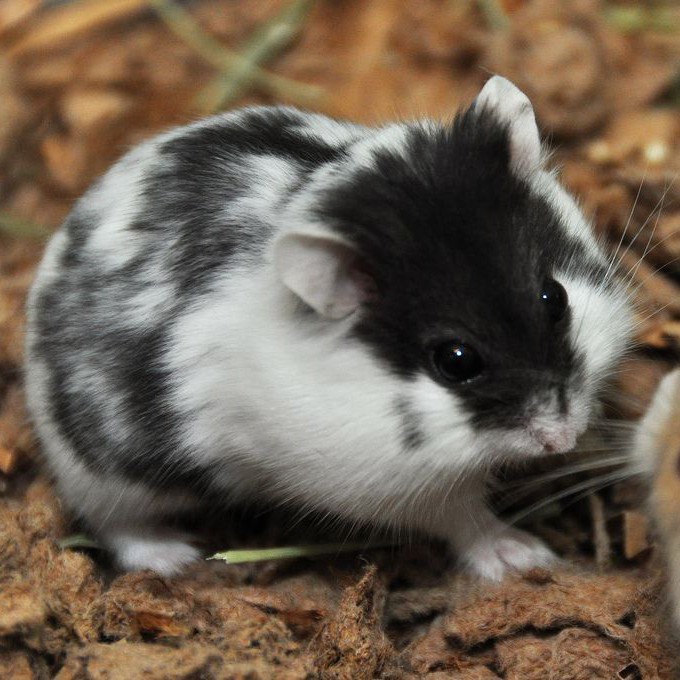 Jual Hamster Campbell Panda | Shopee Indonesia