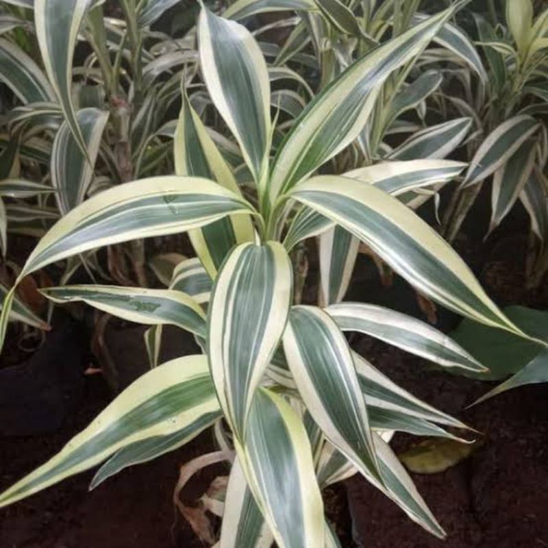 Jual bambu hoki variegata/ sri rejeki putih pucuk | Shopee Indonesia