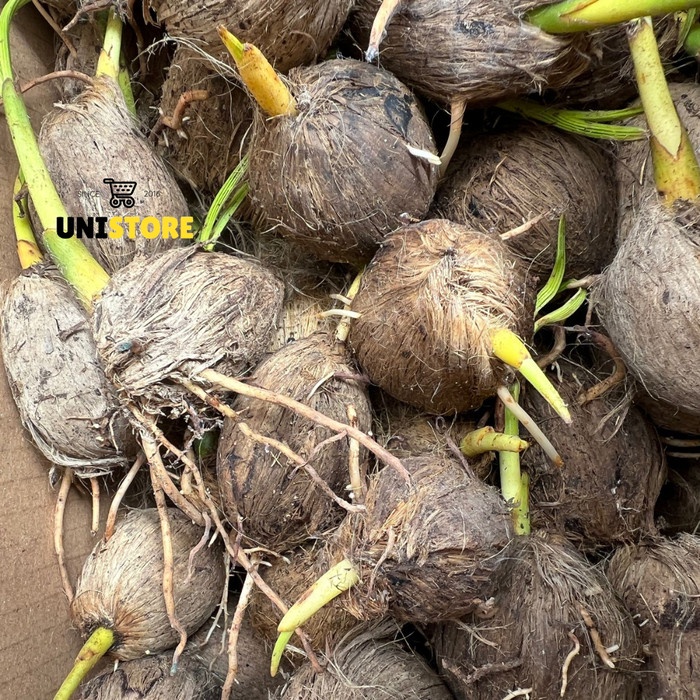 Jual PINANG BETARA VARIETAS PINANG UNGGUL NASIONA ASLI JAMBI - LOKAL ...