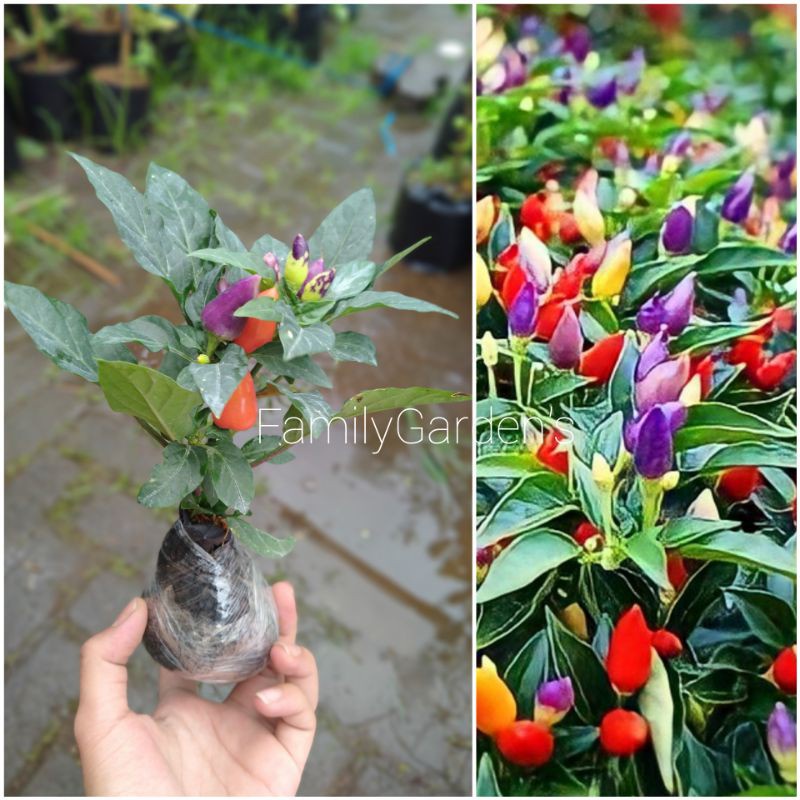 Jual Tanaman Hias Konsumsi Cabe / Cabai / Lombok Pelangi ( Sudah ...