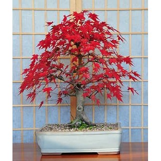 Jual Benih Biji Bibit Japanese Red Maple for Bonsai | Shopee Indonesia