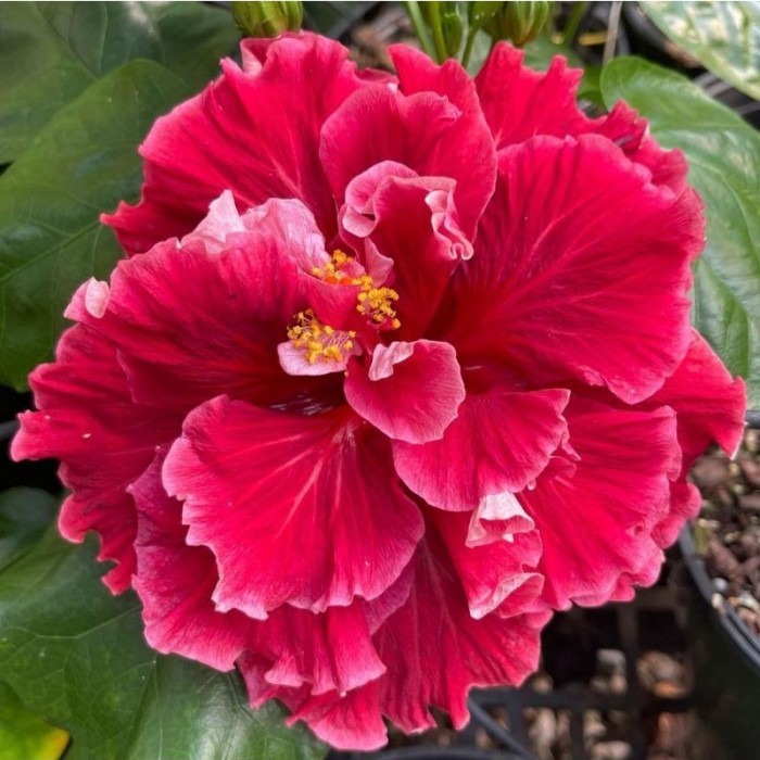 Jual Murah Tanaman Hias Kembang Sepatu Hibiscus Ruby Crown/ Pohon Bunga ...