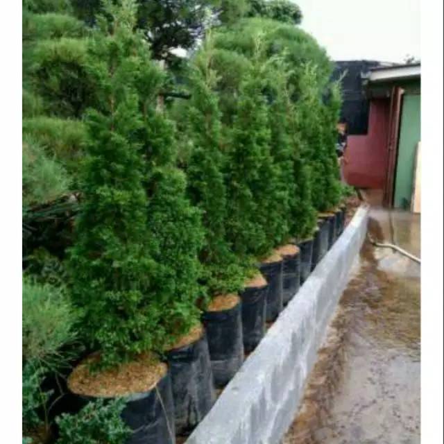 Jual TANAMAN HIAS CEMARA LILIN (Cupressus sempervirens ) TINGGI 1,5 ...