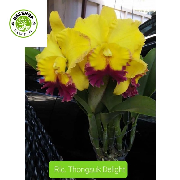 Jual Promo!!! BISA COD Anggrek Cattleya Thongsuk Delight | Shopee Indonesia