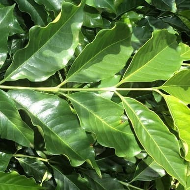 Jual Daun kopi segar - daun kopi fresh 100 gram( kawa daun) | Shopee ...