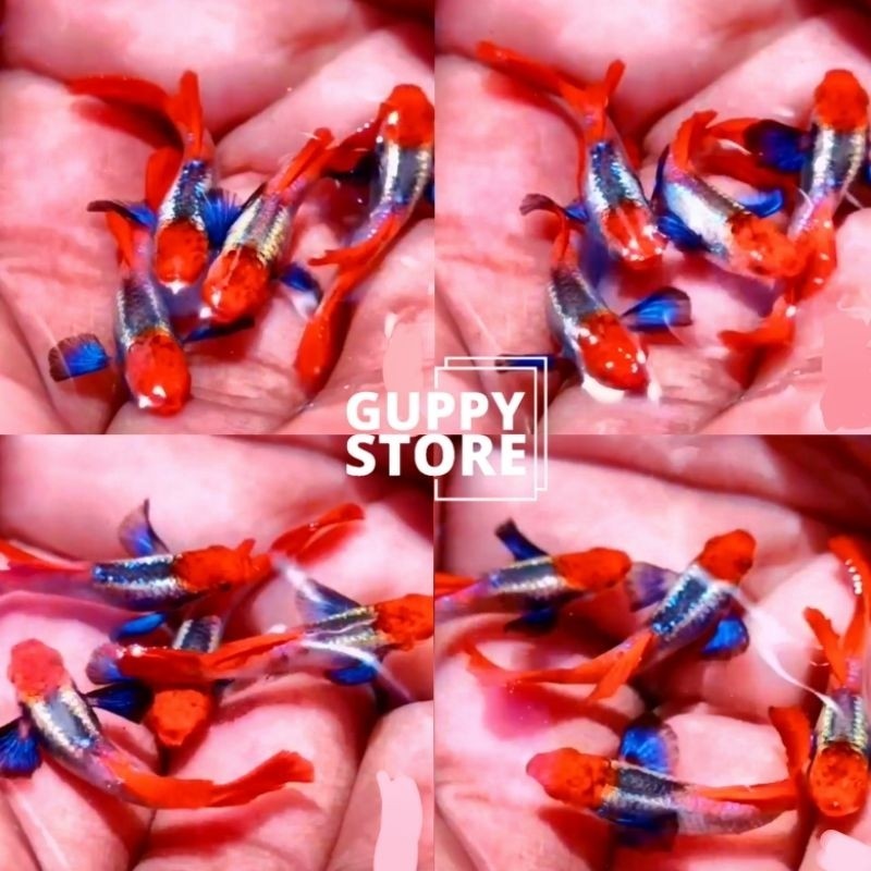 Jual Original Guppy txd koi tuxedo koi sepair BETTER | Shopee Indonesia