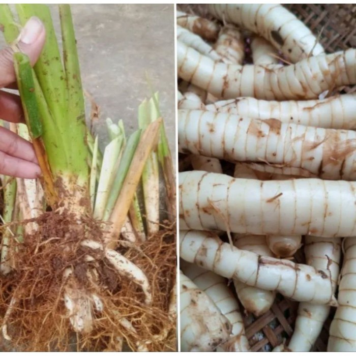 Jual Bibit Umbi Garut / Umbi Terigu Tarigu / Umbi Sagu Siap Tanam ...