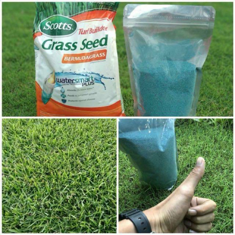 Jual Benih Rumput Jepang - Biji Rumput jepang 20 gram | Shopee Indonesia
