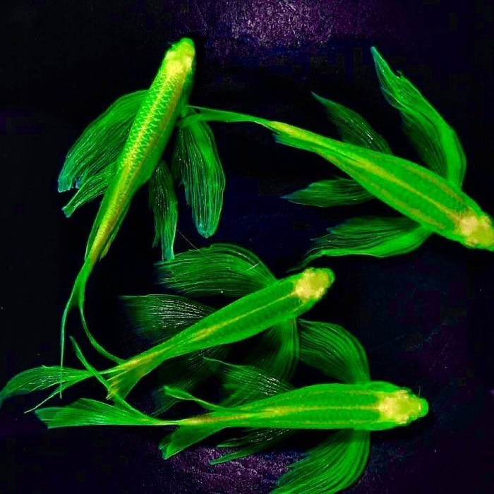 Jual Green Danio Slayer Tetra Zebra / Ikan Hias Aquascape | Shopee ...