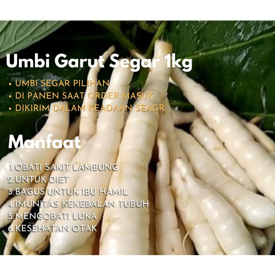 Jual Umbi Garut Segar 1kg Obat Asam Lambung | Shopee Indonesia