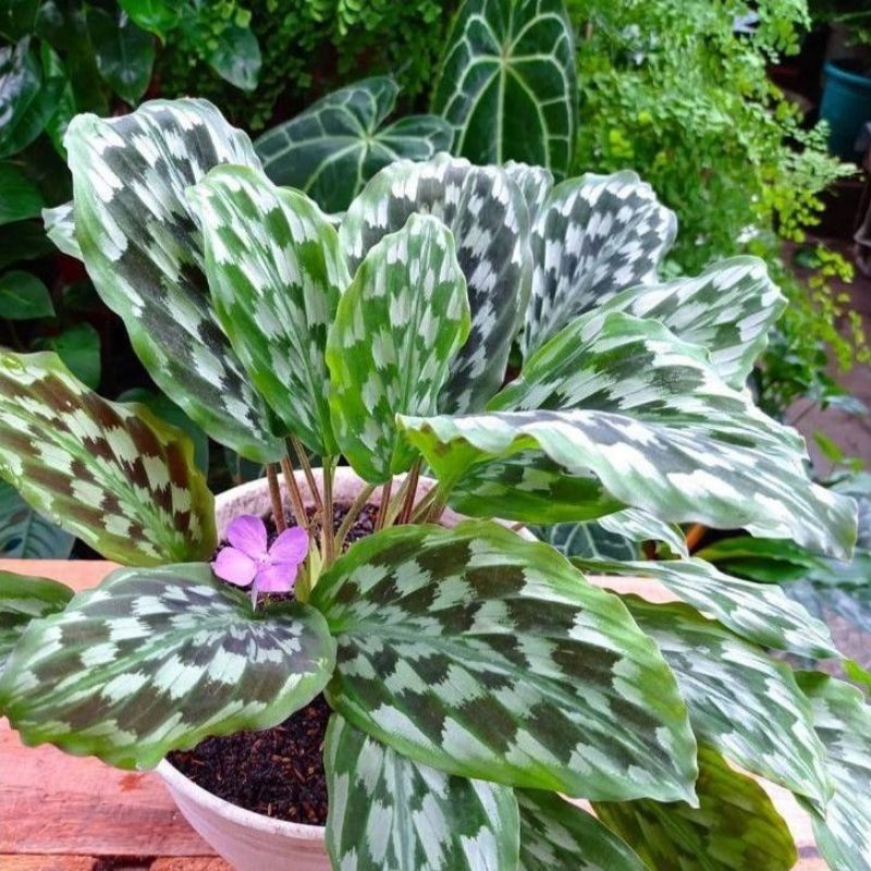 Jual ( BISA COD ) PROMO Tanaman Hias Calathea Merak 3-4 Daun / Bunga ...