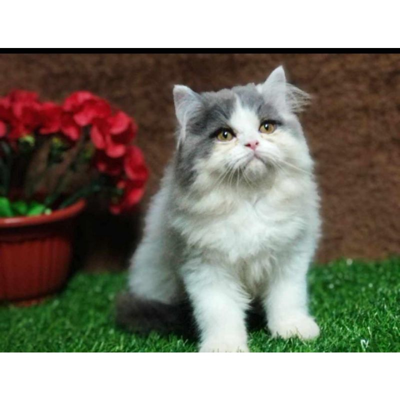 Jual kucing jantan kucing persia kucing indonesia kucing ras kucing ...