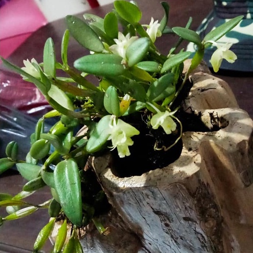 Jual Baru Anggrek dendrobium pachiphyllum - anggrek dendrobium mini ...