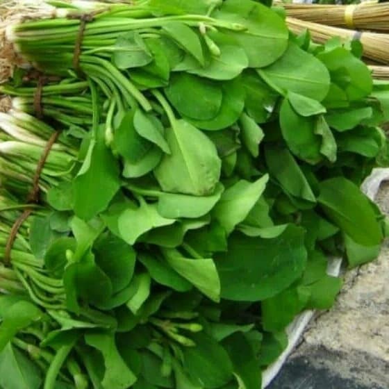 Jual Daun genjer 500gram - gurih | Shopee Indonesia