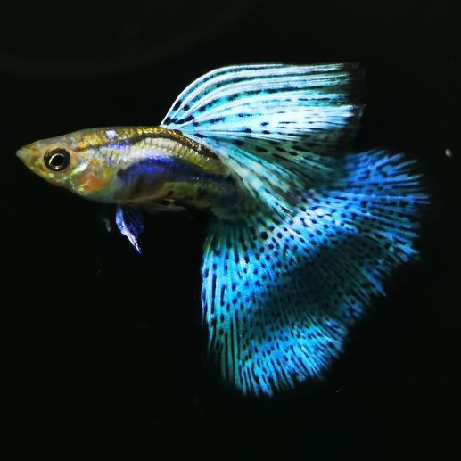 Jual Guppy Blue Grass - Ikan guppy hiasan aquascape - Jantan | Shopee Indonesia