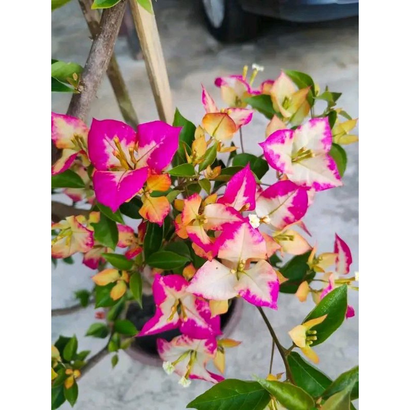 Jual NEW!!TANAMAN HIAS BUGENVIL BUNGA KERTAS CITRA WHITE/Bougenville ...