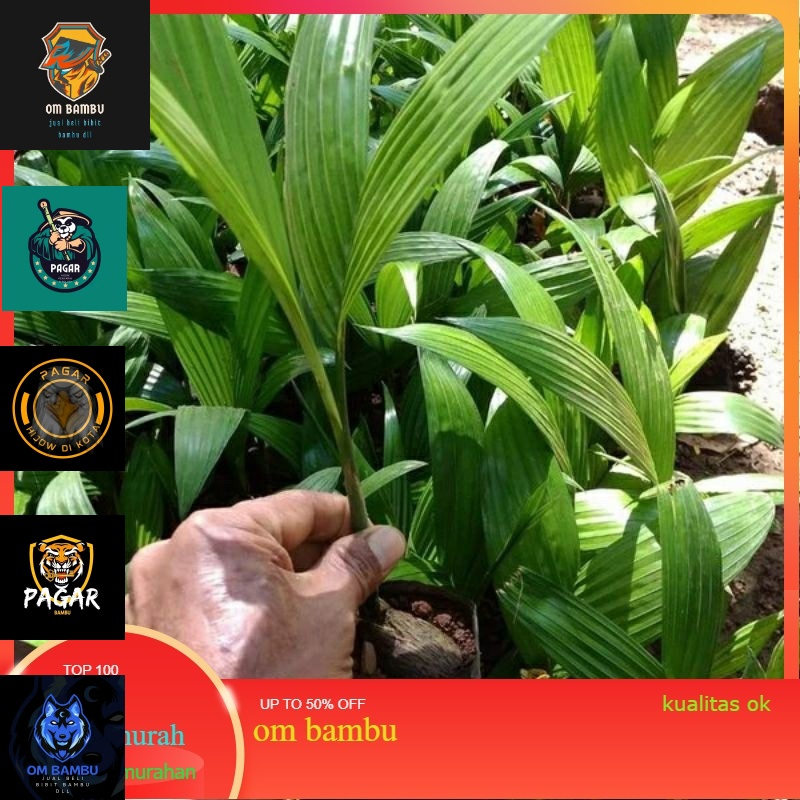 Jual Bibit pinang Unggul Asli Pinang Hibrida Buah lebat Pohon Pendek ...