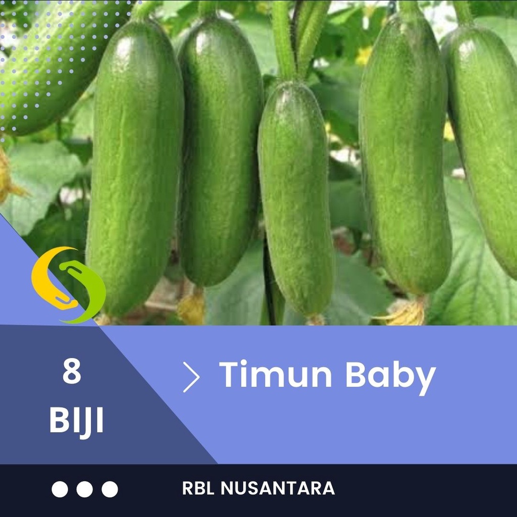 Jual Benih Sayuran: 8 Benih Timun Baby F1 Hibrida untuk Pertanian ...