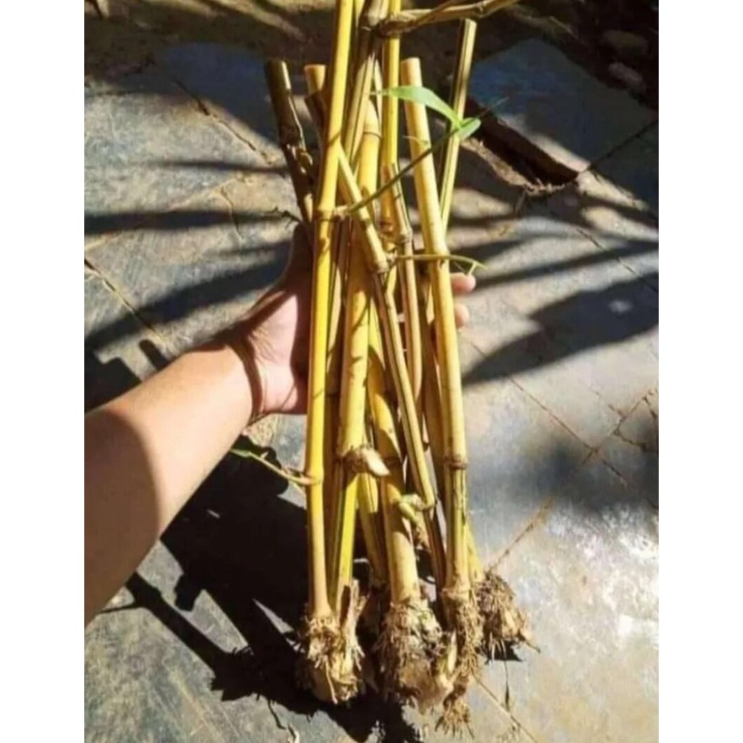 Jual BIBIT BAMBU KUNING 20-50 CM | Shopee Indonesia