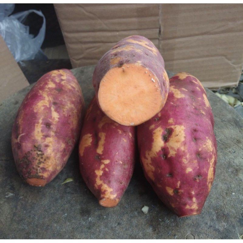 Jual UBI JALAR MERAH.PUTIH.KUNING.UNGU 5O0 GRAM | Shopee Indonesia